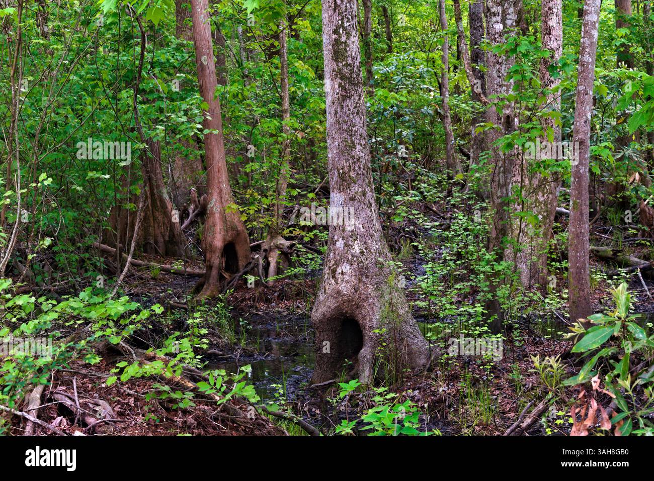 A peaceful swamp area in Lake Waccamaw State Park with unique tree ...