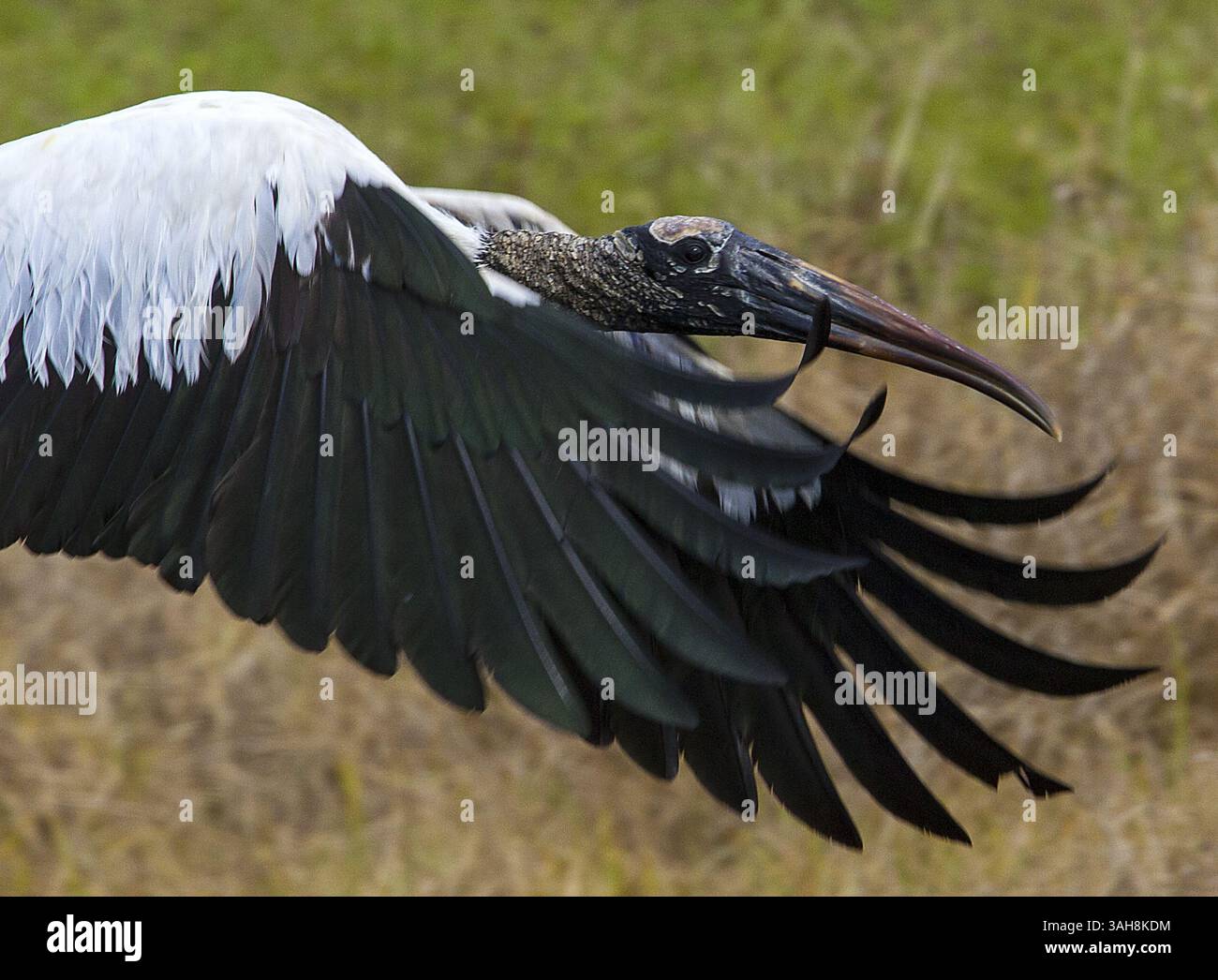 Feb. 9, 2015 - West Palm Beach, Florida, USA - The wood stork, Mycteria ...