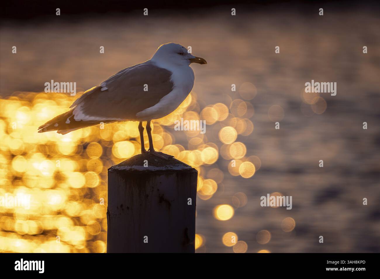 Common european gull Stock Photo - Alamy