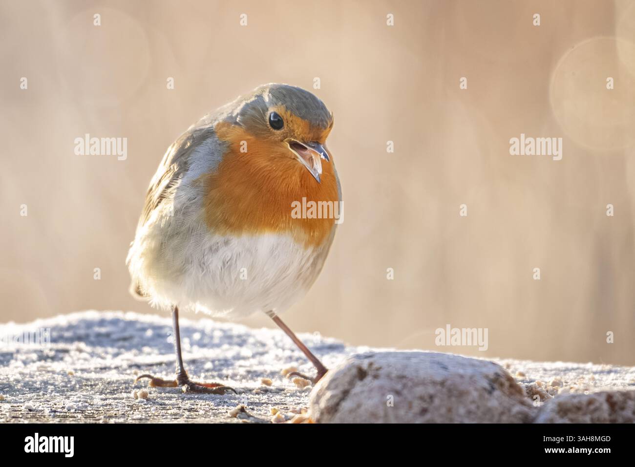Robin redbreast chirping hi-res stock photography and images - Alamy