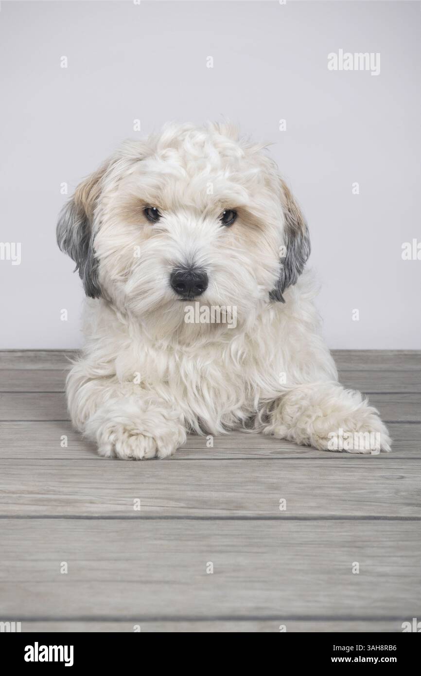 Havapoos hi-res stock photography and images - Alamy