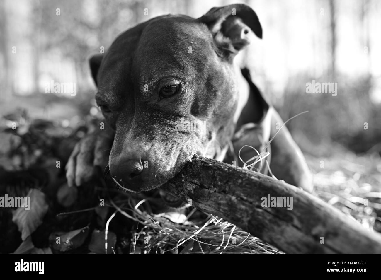 Skånes-Fagerhult, Skåne, Sweden. April 9 2025. Cute dog chewing on a ...