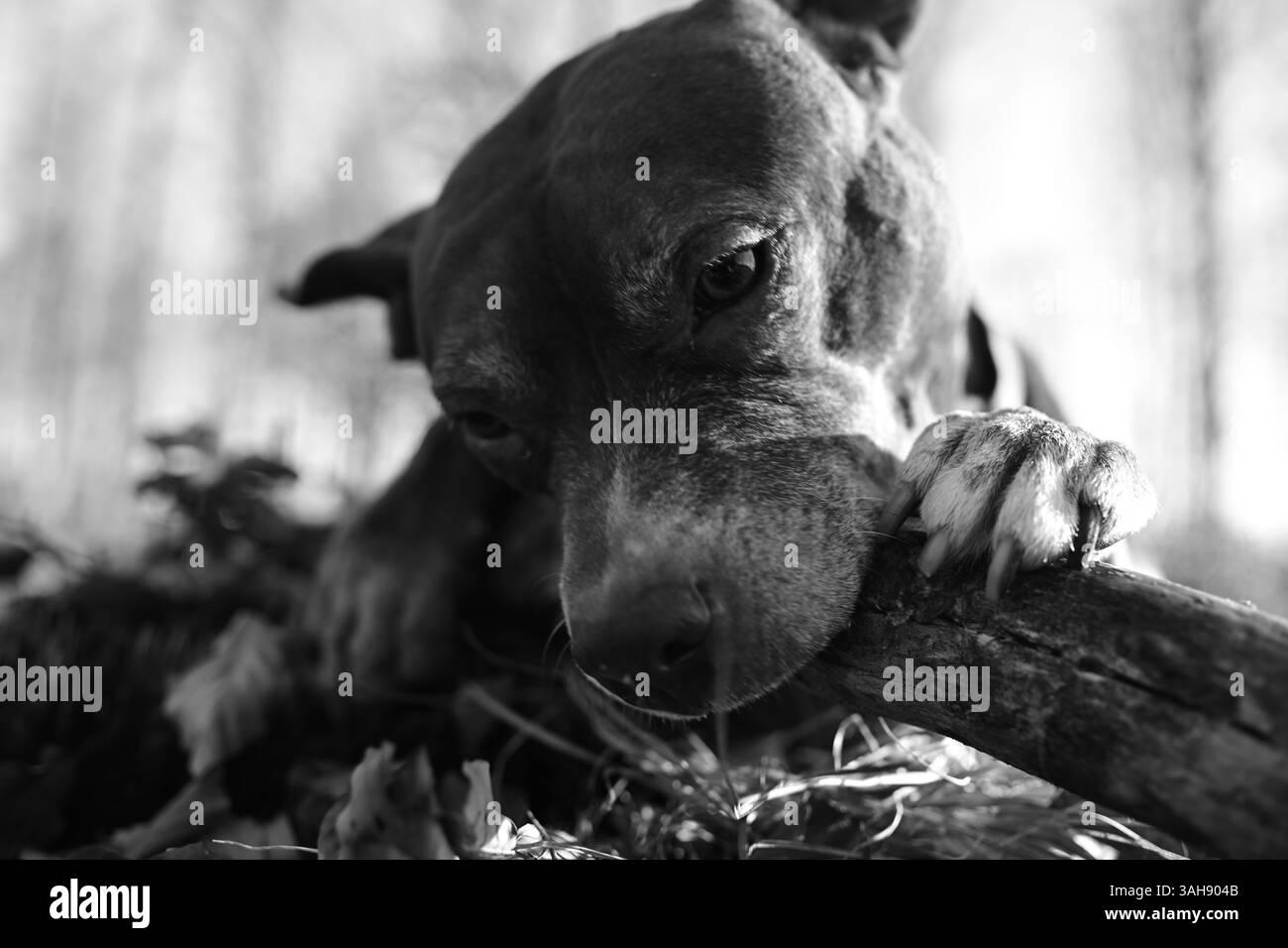 Skånes-Fagerhult, Skåne, Sweden. April 9 2025. Cute dog chewing on a ...