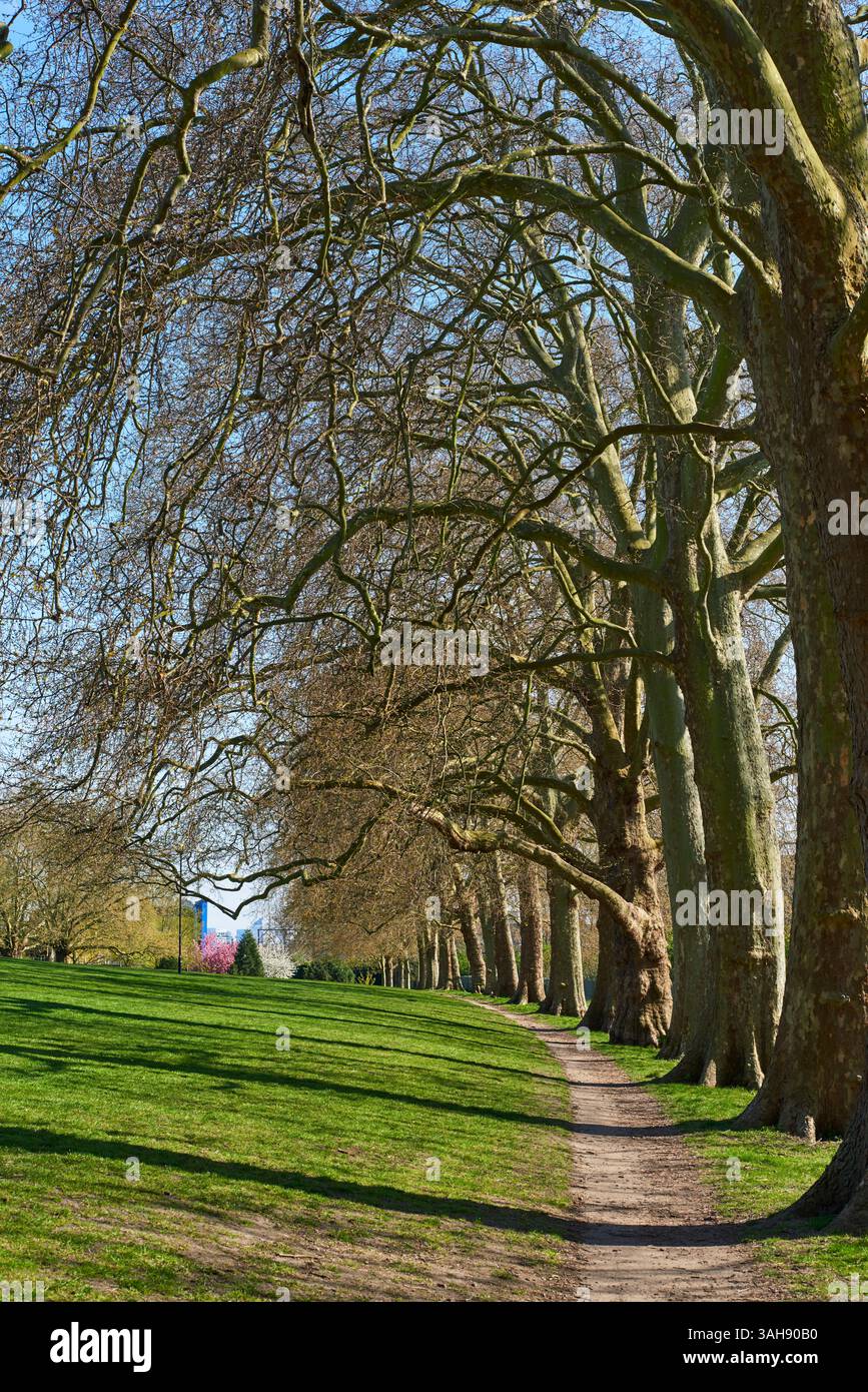 Row of trees in Hackney Downs public park, in springtime, Lower Clapton ...