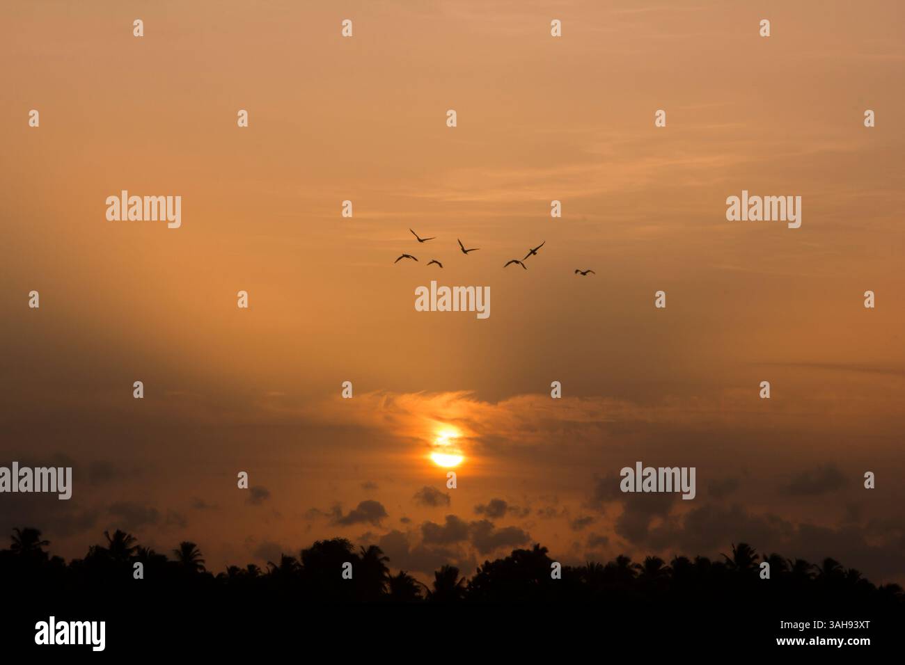 Some birds are flying in the sky in a sunset evening in Deduru Oya Dam ...