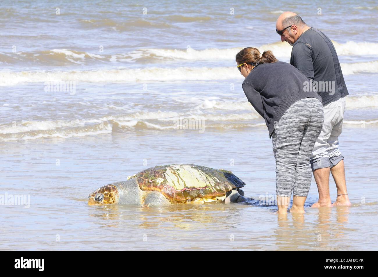 Tortuga muerta hi-res stock photography and images - Alamy