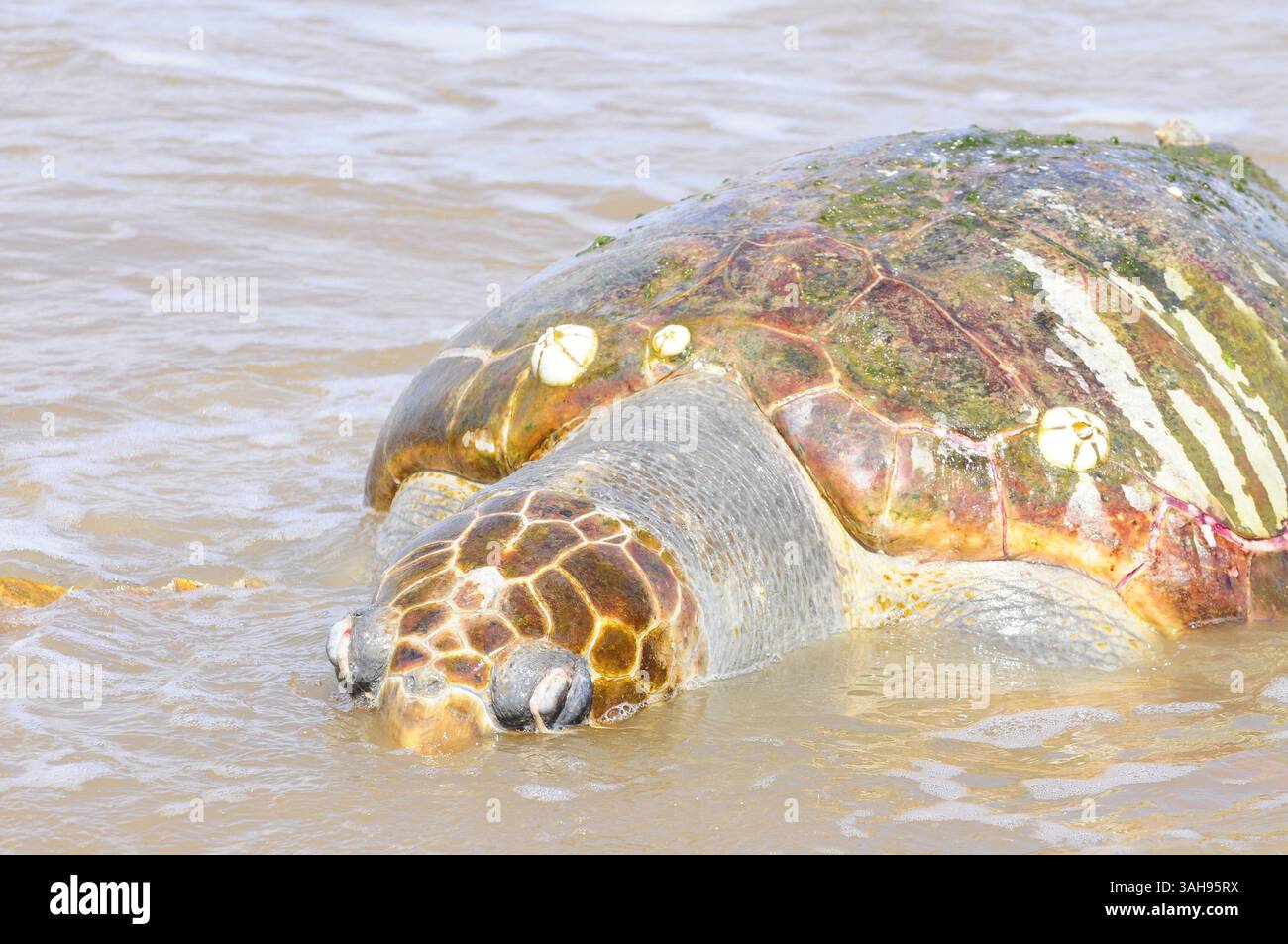 Tortuga en la playa hi-res stock photography and images - Alamy