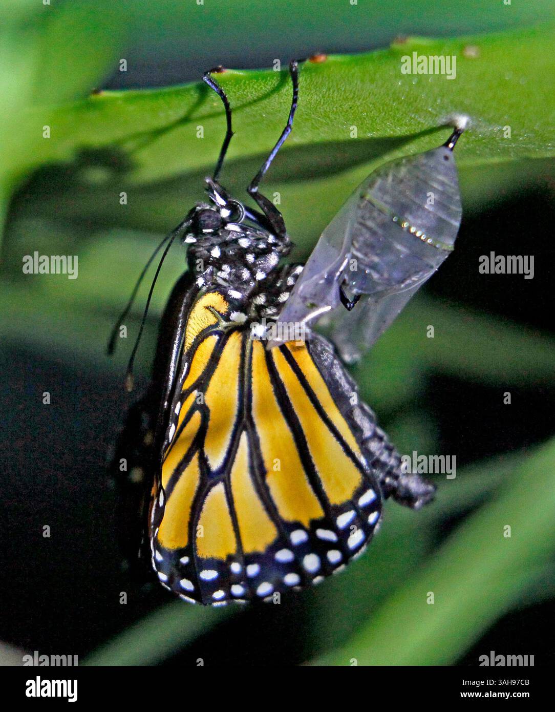 Monarch butterfly emerges from hi-res stock photography and images - Alamy