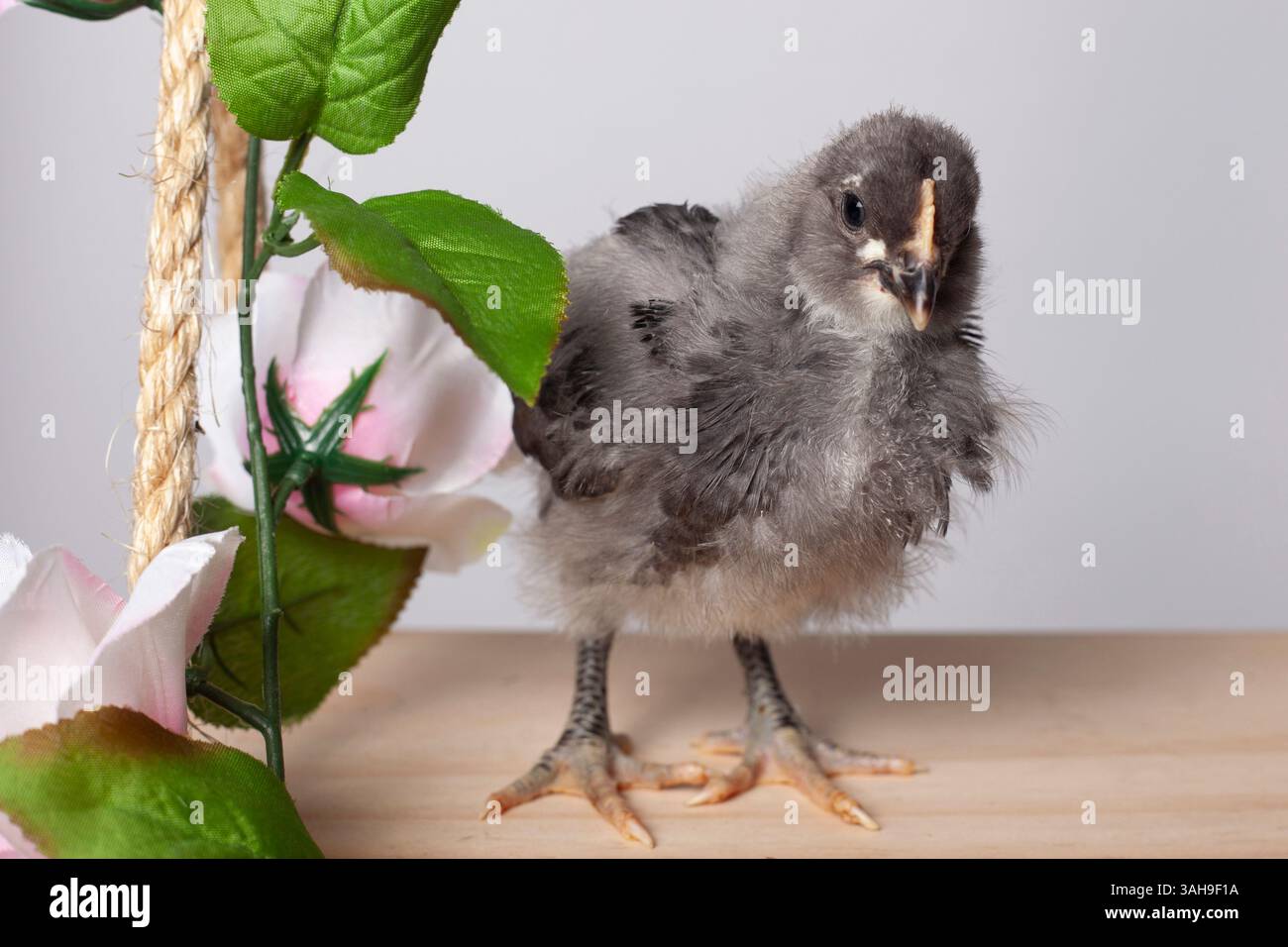 grey and black baby chick with pink flowers on a vine standing on ...