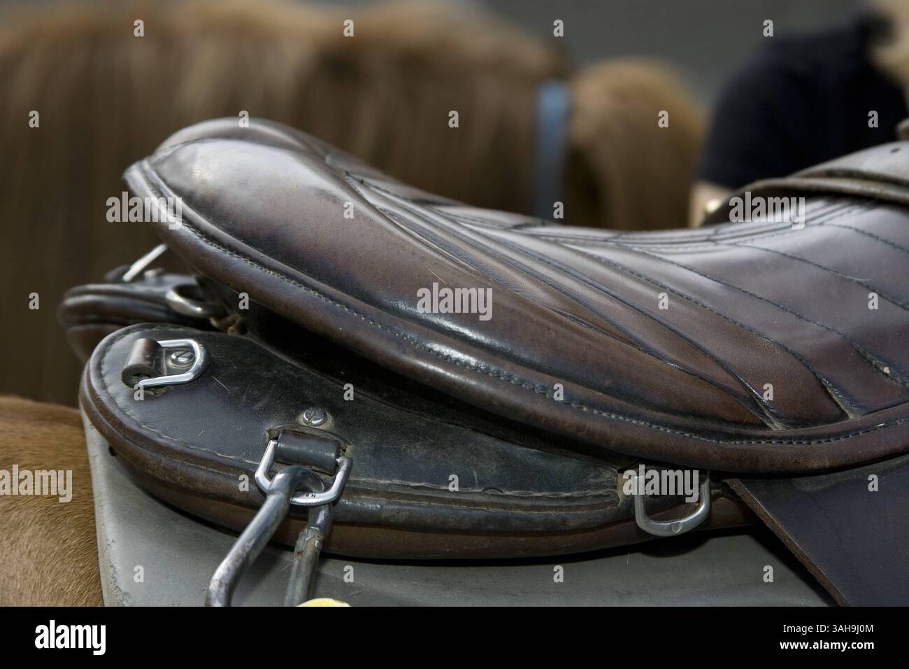Reitsport Reitsattel auf einem Pferderücken. Moritzburg Sachsen ...