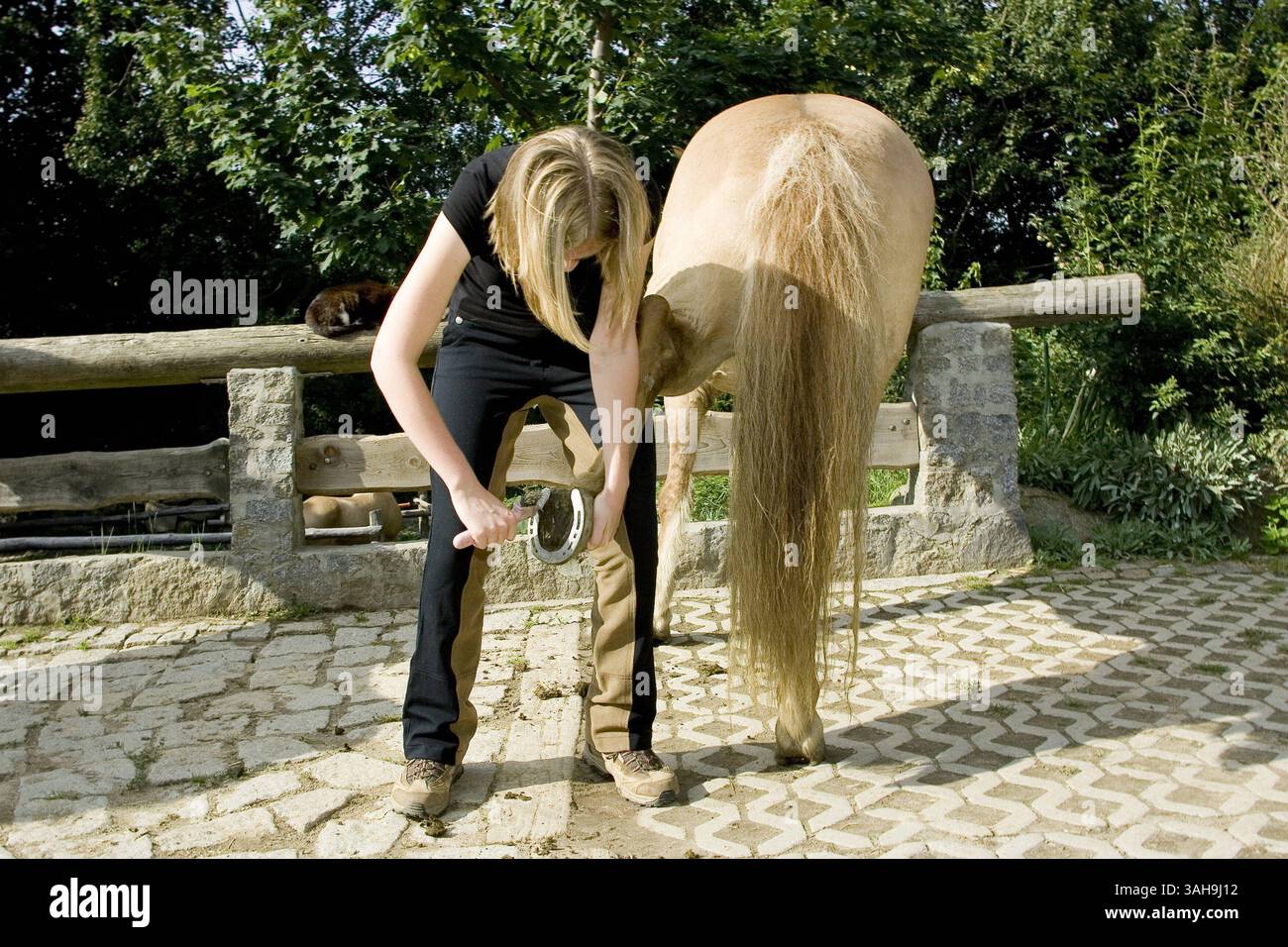 Reitsport Hufpflege bei einem Reitpferd. Moritzburg Sachsen Deutschland ...