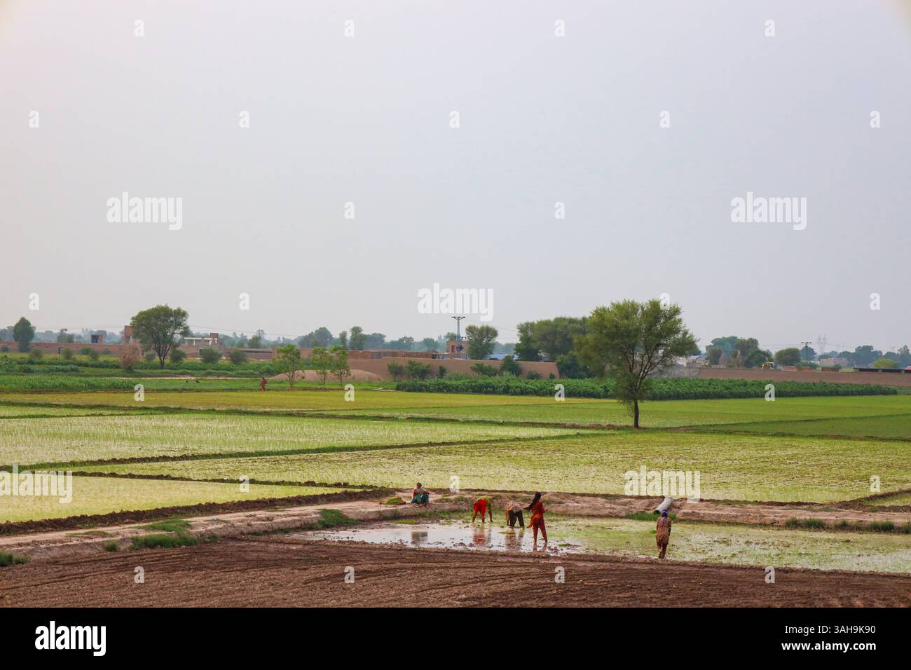 Women in Rice fields: Punjab, Pakistan Stock Photo - Alamy