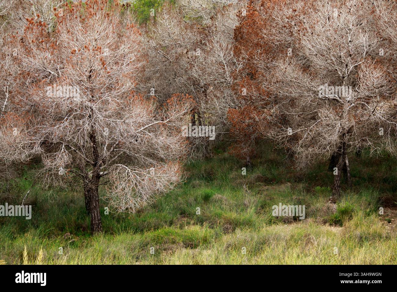 Mediterranean forest severely affected by drought and pests that are ...