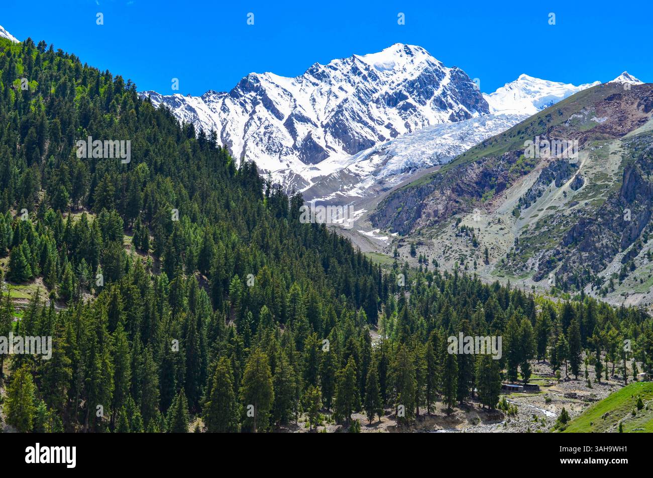 Lush green Gappa Valley in Nagar District, Gilgit-Baltistan, Pakistan ...