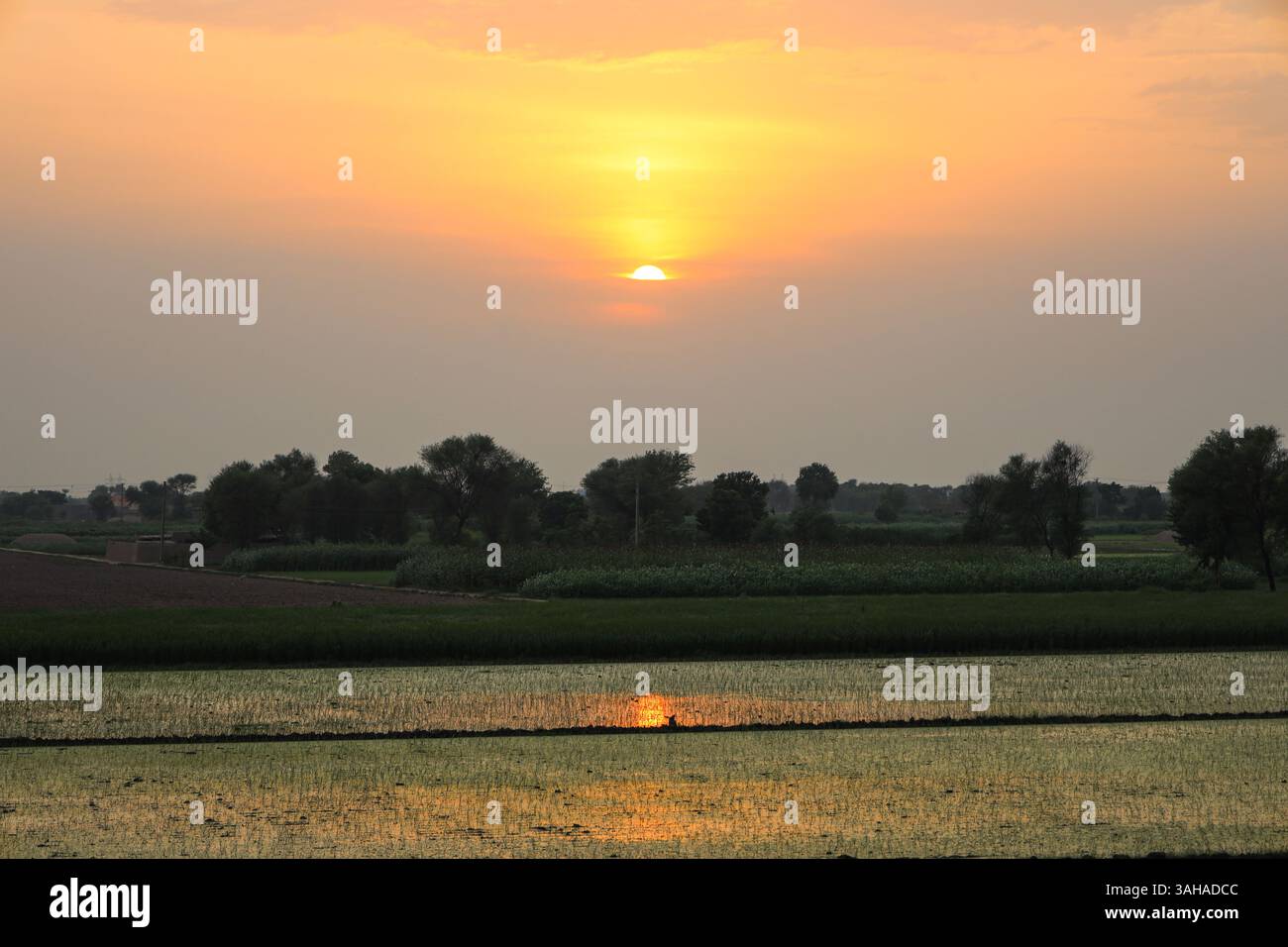 Beautiful sunset over the agricultural region of Punjab, Pakistan Stock ...