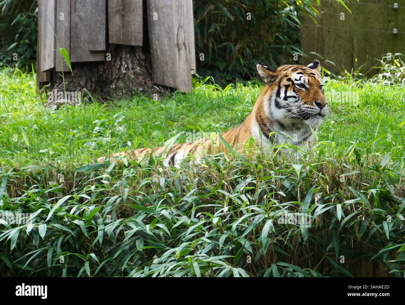 Close up of a majestic Bengal tiger hidden in the jungle shrubs of ...