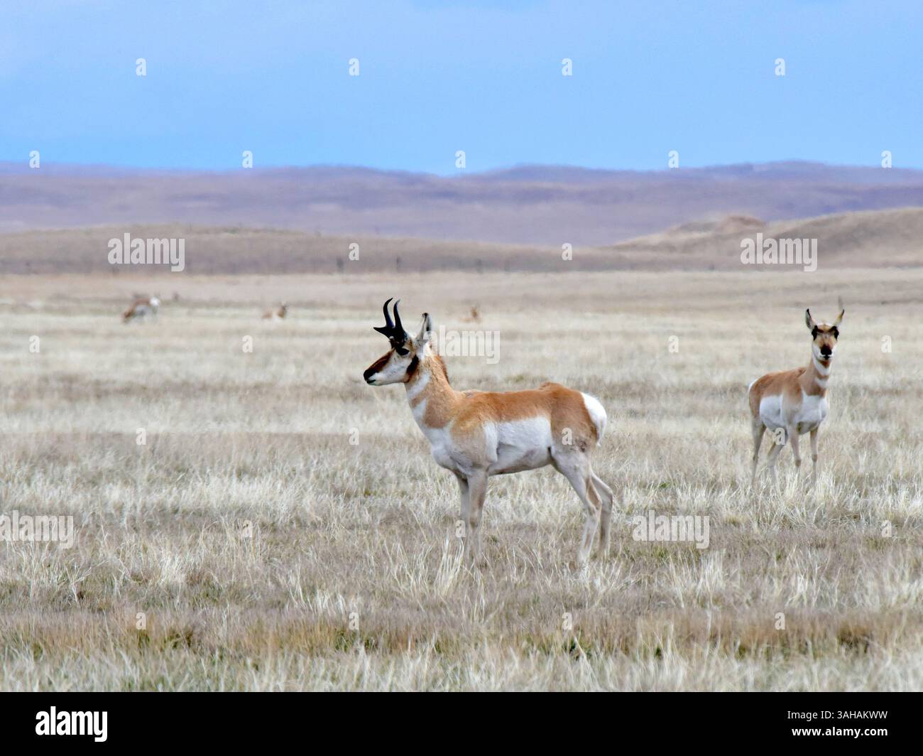 Extinct american cheetah hi-res stock photography and images - Alamy
