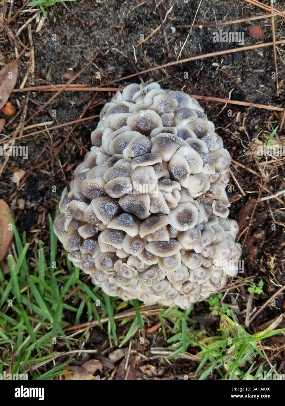 Eccentric stalk hi-res stock photography and images - Alamy