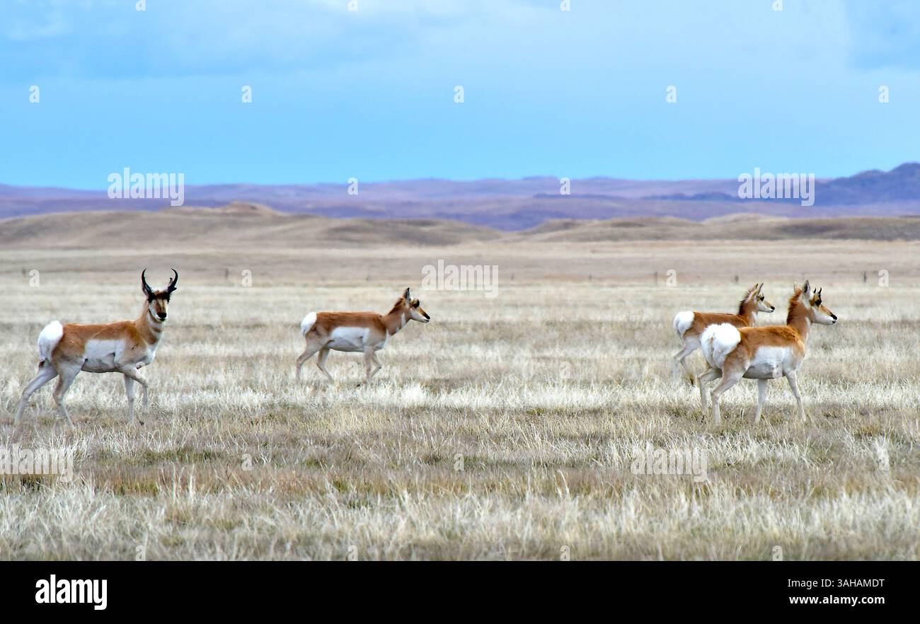 Extinct american cheetah hi-res stock photography and images - Alamy