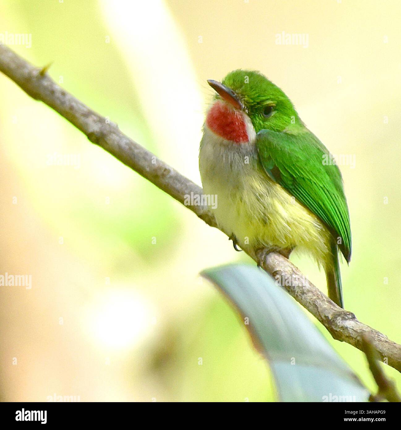 Medio rico hi-res stock photography and images - Alamy