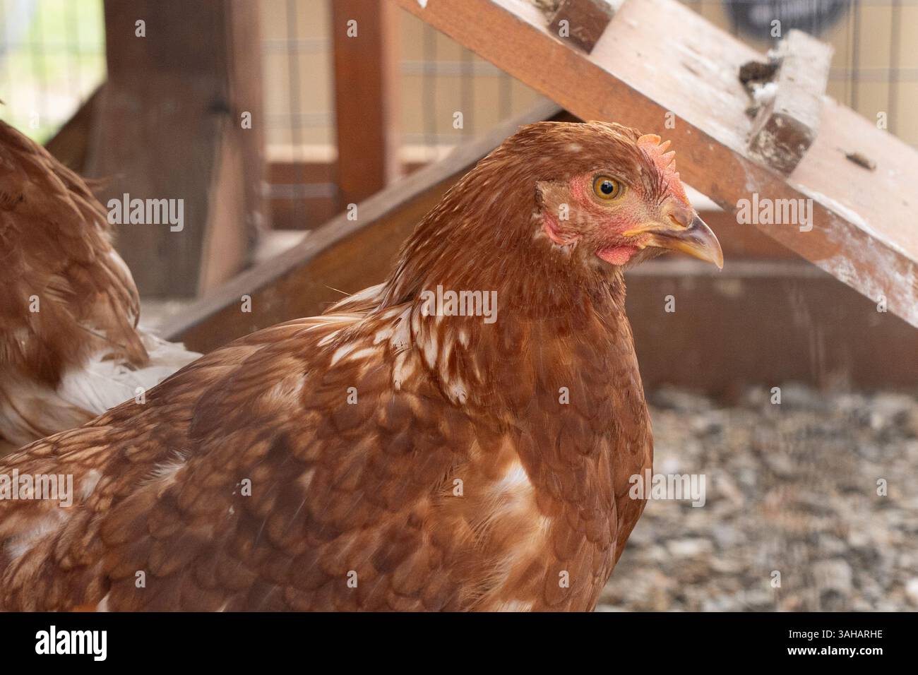 Hen grazing in chicken coop hi-res stock photography and images - Alamy