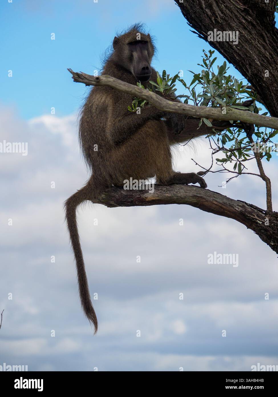 Baboon sitting on a tree, Kruger National Park, South Africa Stock ...