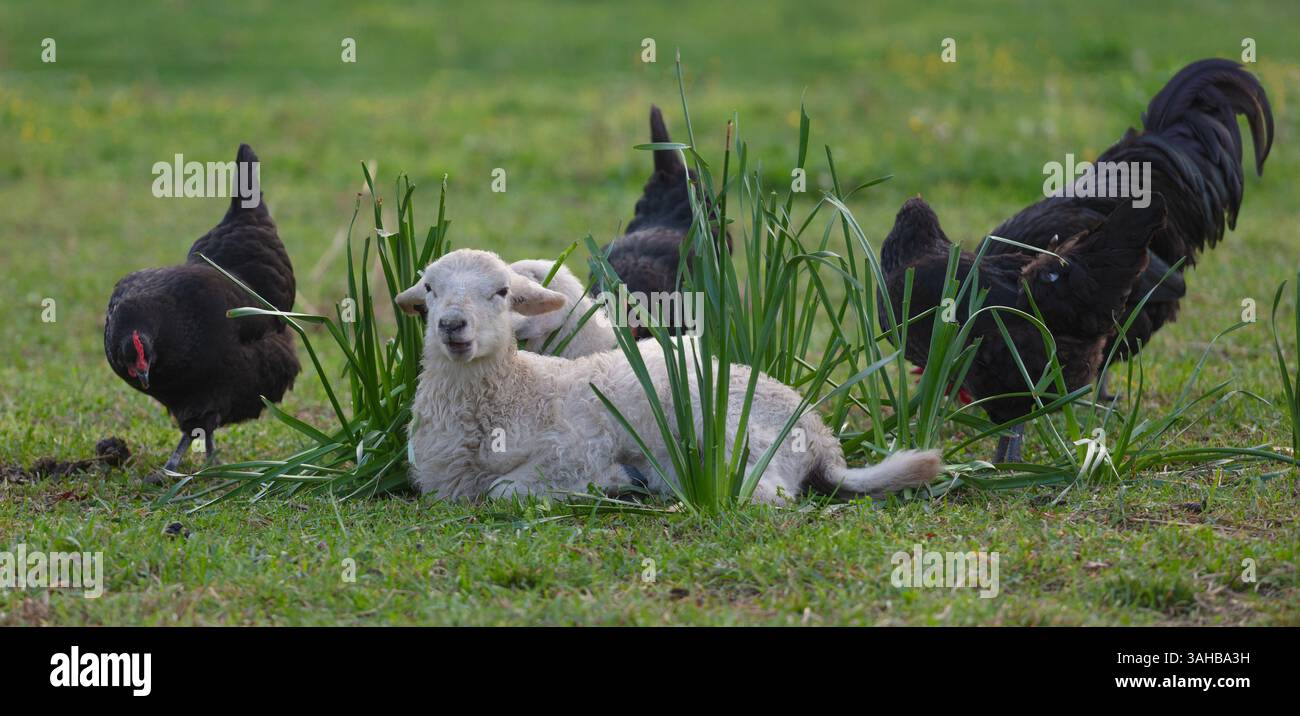 Two whie sheep lambs laying in a grassy field while black chicken hens ...