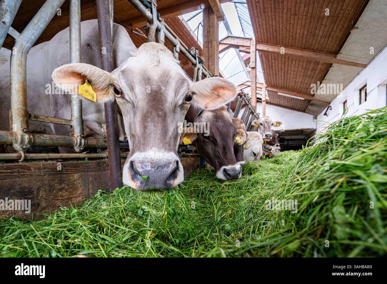 Kühe fressen Heu und Gras in einem modenen Rindviehastall., Porträt ...