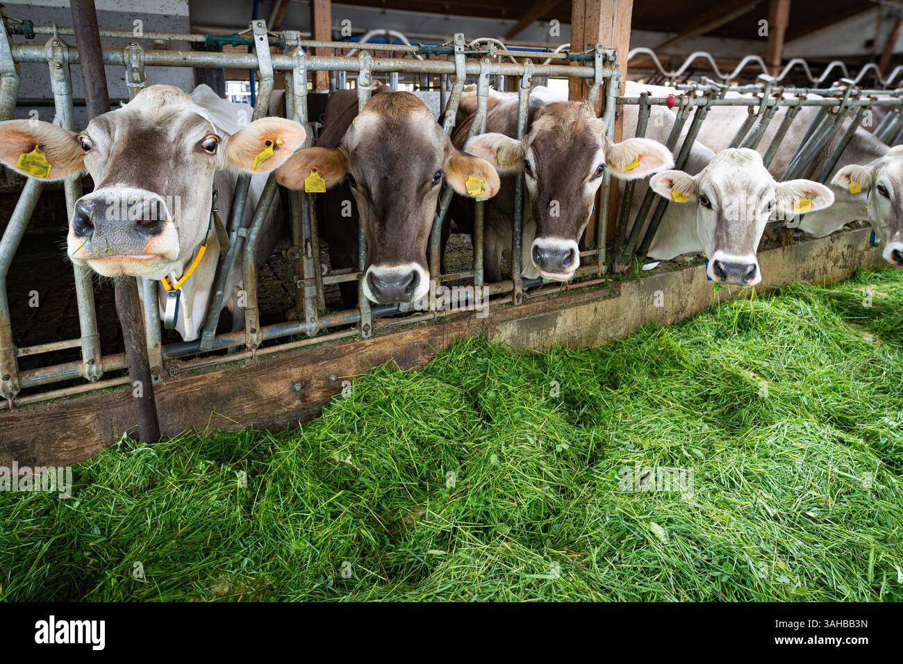 Kühe fressen Heu und Gras in einem modenen Rindviehastall., Porträt ...