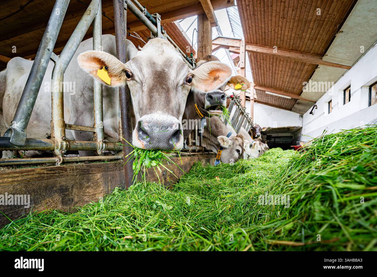 Kühe fressen Heu und Gras in einem modenen Rindviehastall., Porträt ...