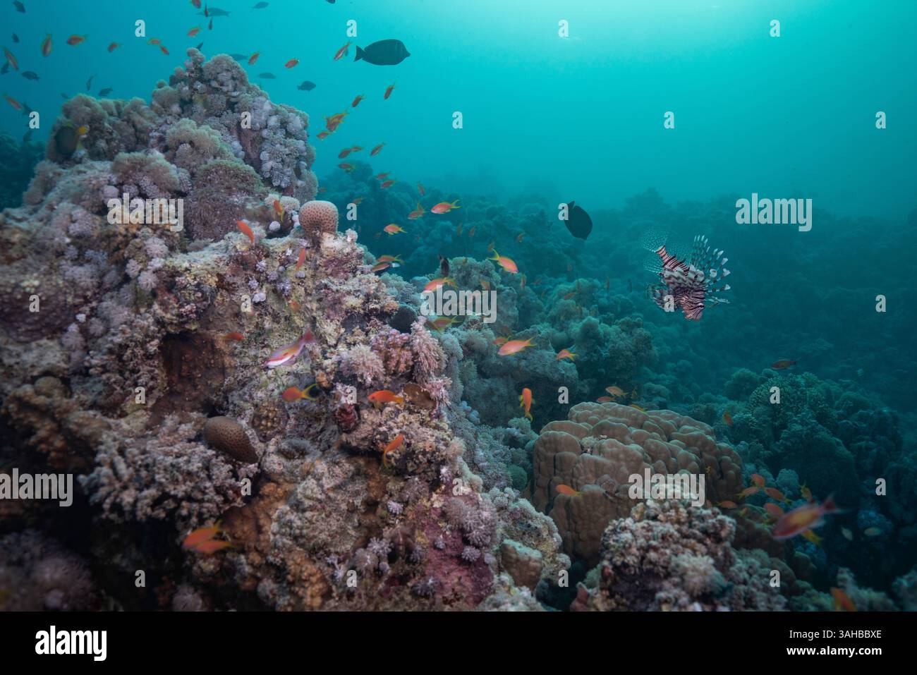 Coral reef vibrant with life Marsa Alam Stock Photo - Alamy