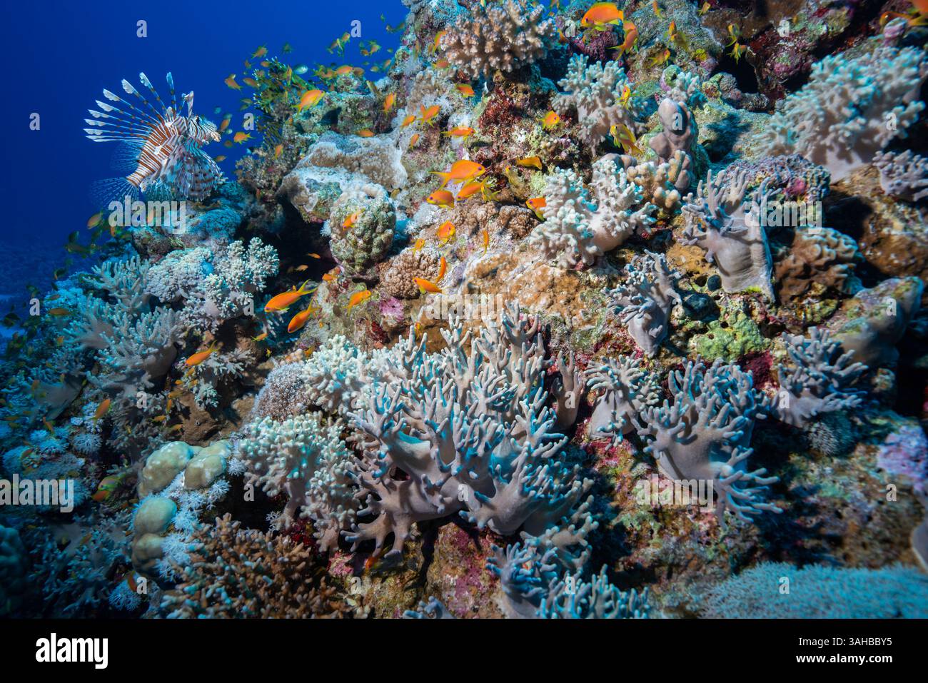 Poissons de corail hi-res stock photography and images - Alamy