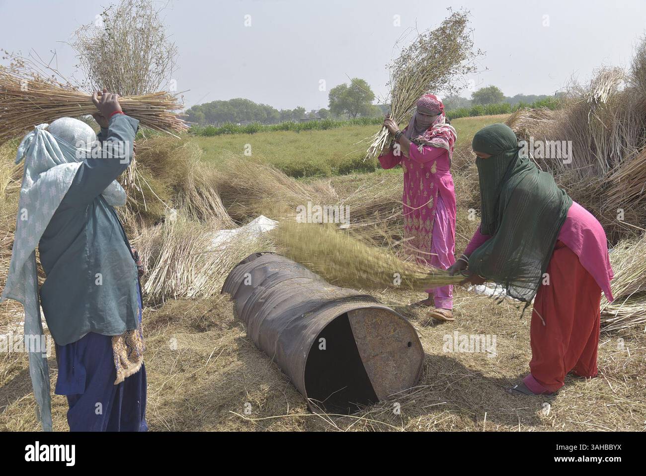 GHAZIABAD INDIA - APRIL 9: Indian farmworker women dehusking the ...