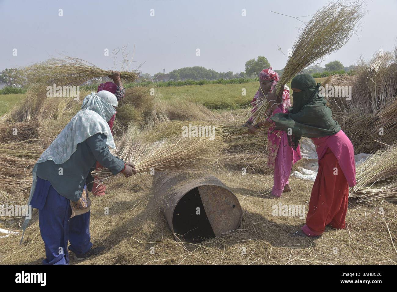 GHAZIABAD INDIA - APRIL 9: Indian farmworker women dehusking the ...