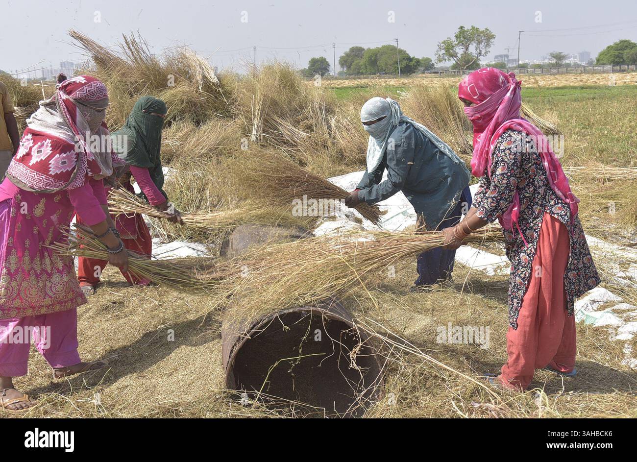 GHAZIABAD INDIA - APRIL 9: Indian farmworker women dehusking the ...