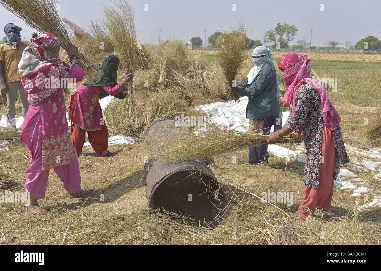 GHAZIABAD INDIA - APRIL 9: Indian farmworker women dehusking the ...