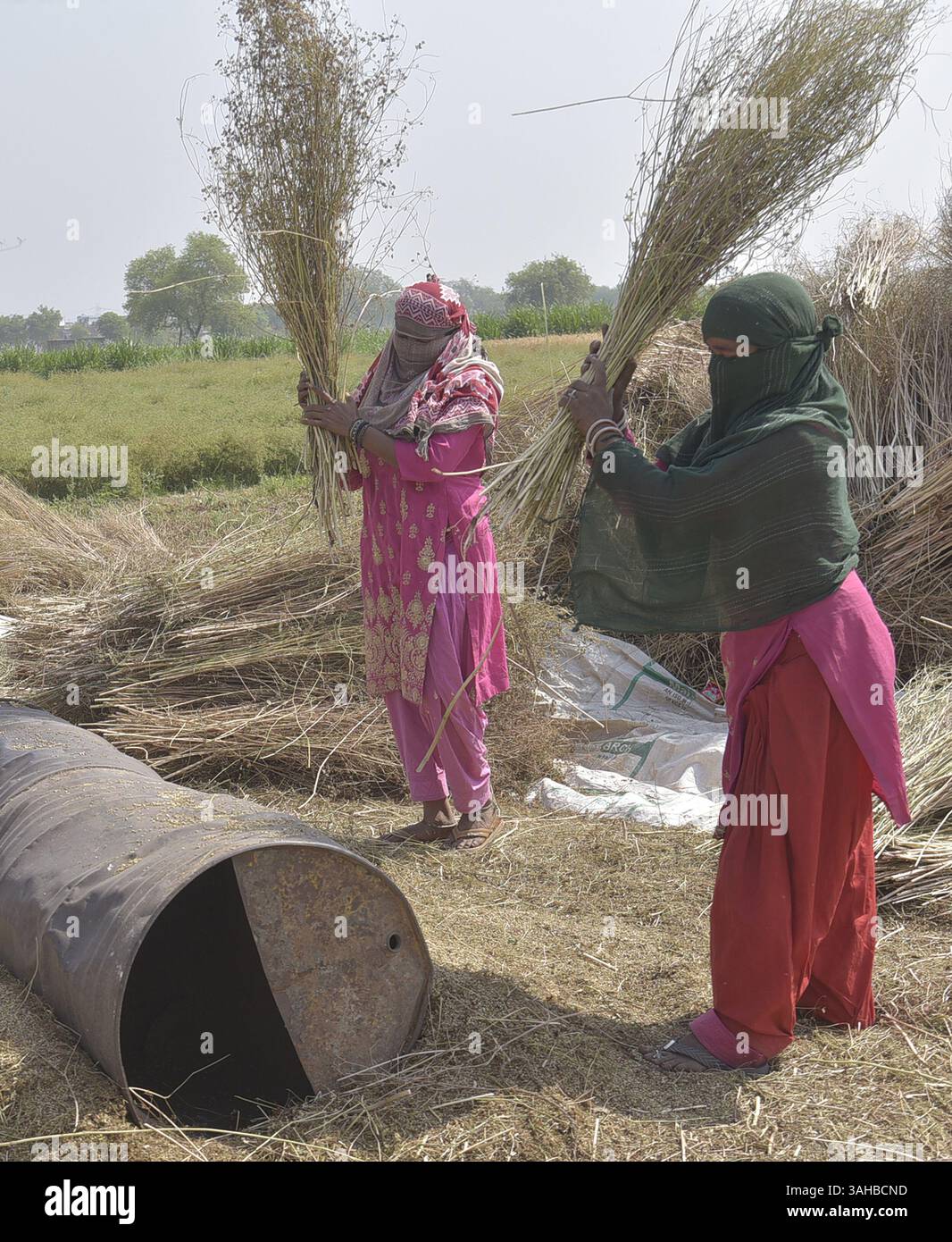 GHAZIABAD INDIA - APRIL 9: Indian farmworker women dehusking the ...