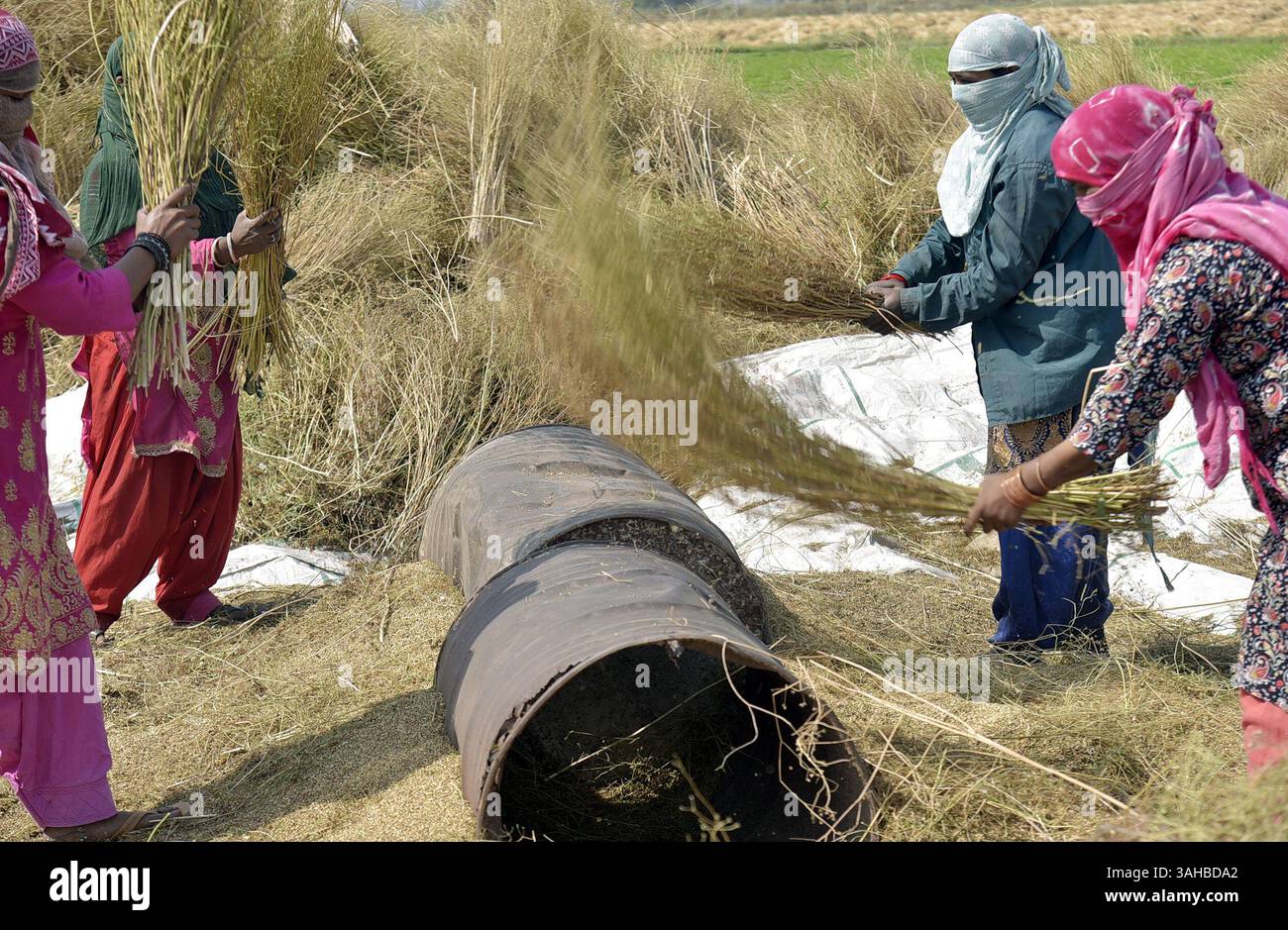 GHAZIABAD INDIA - APRIL 9: Indian farmworker women dehusking the ...