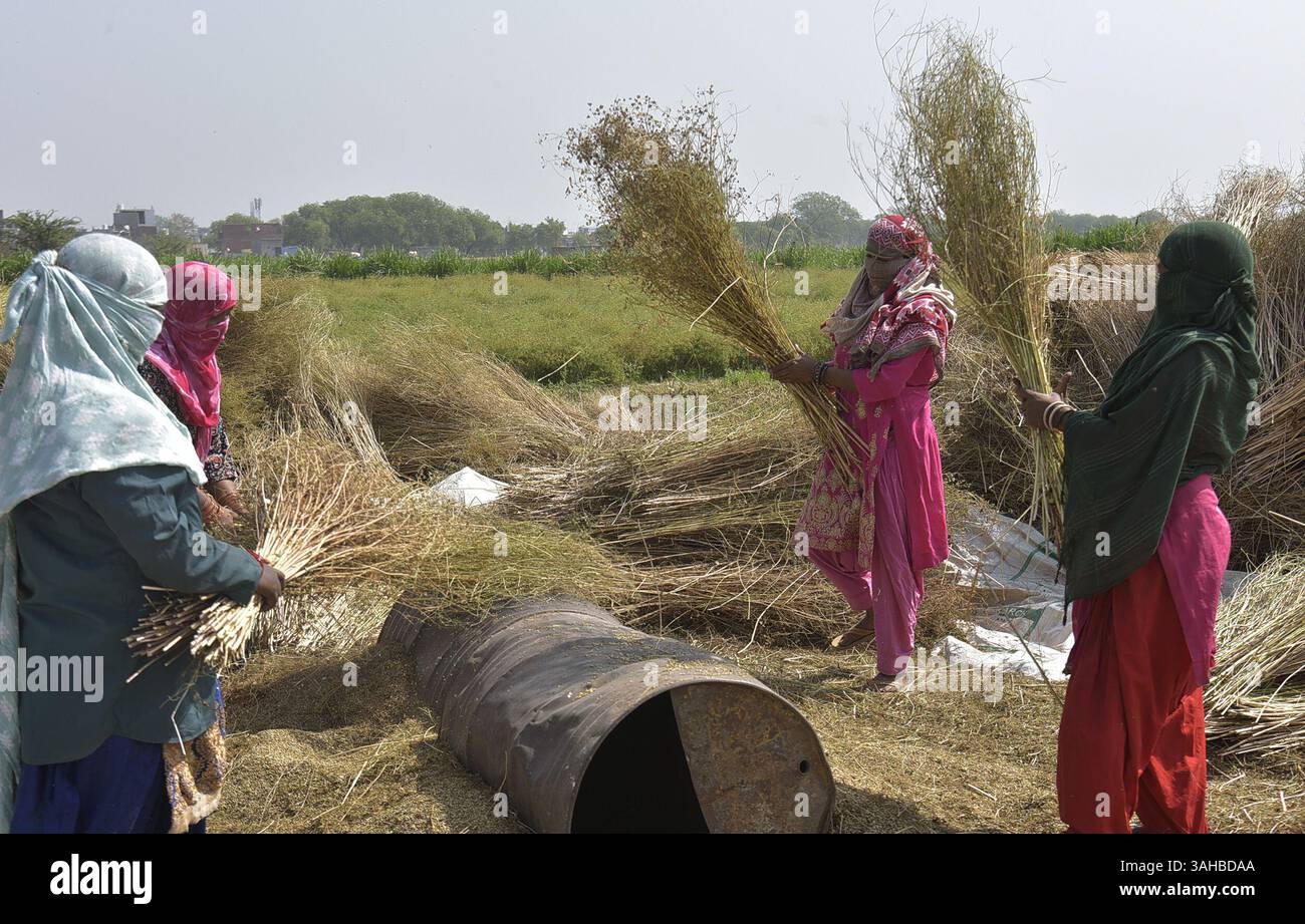 GHAZIABAD INDIA - APRIL 9: Indian farmworker women dehusking the ...