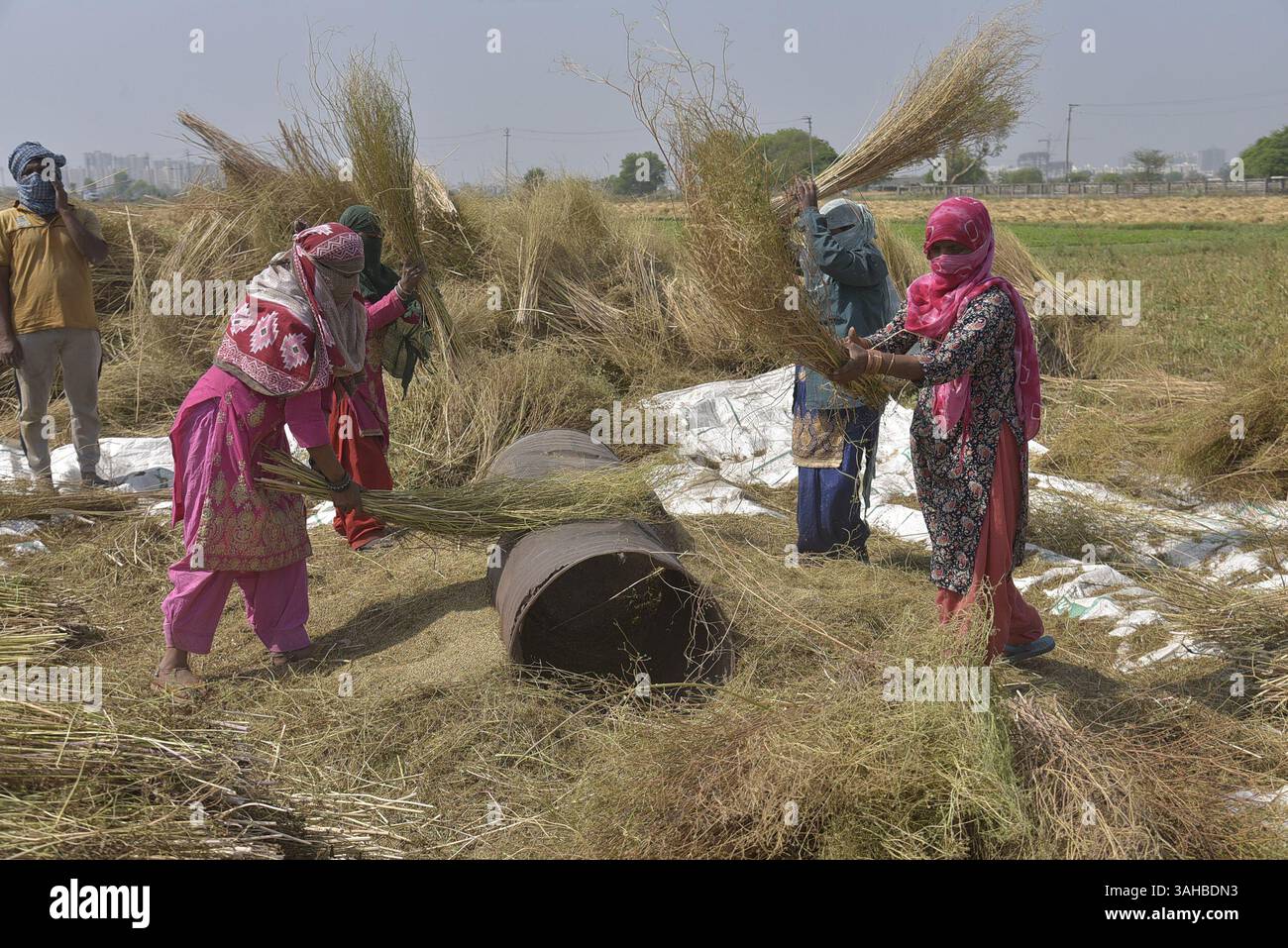 GHAZIABAD INDIA - APRIL 9: Indian farmworker women dehusking the ...