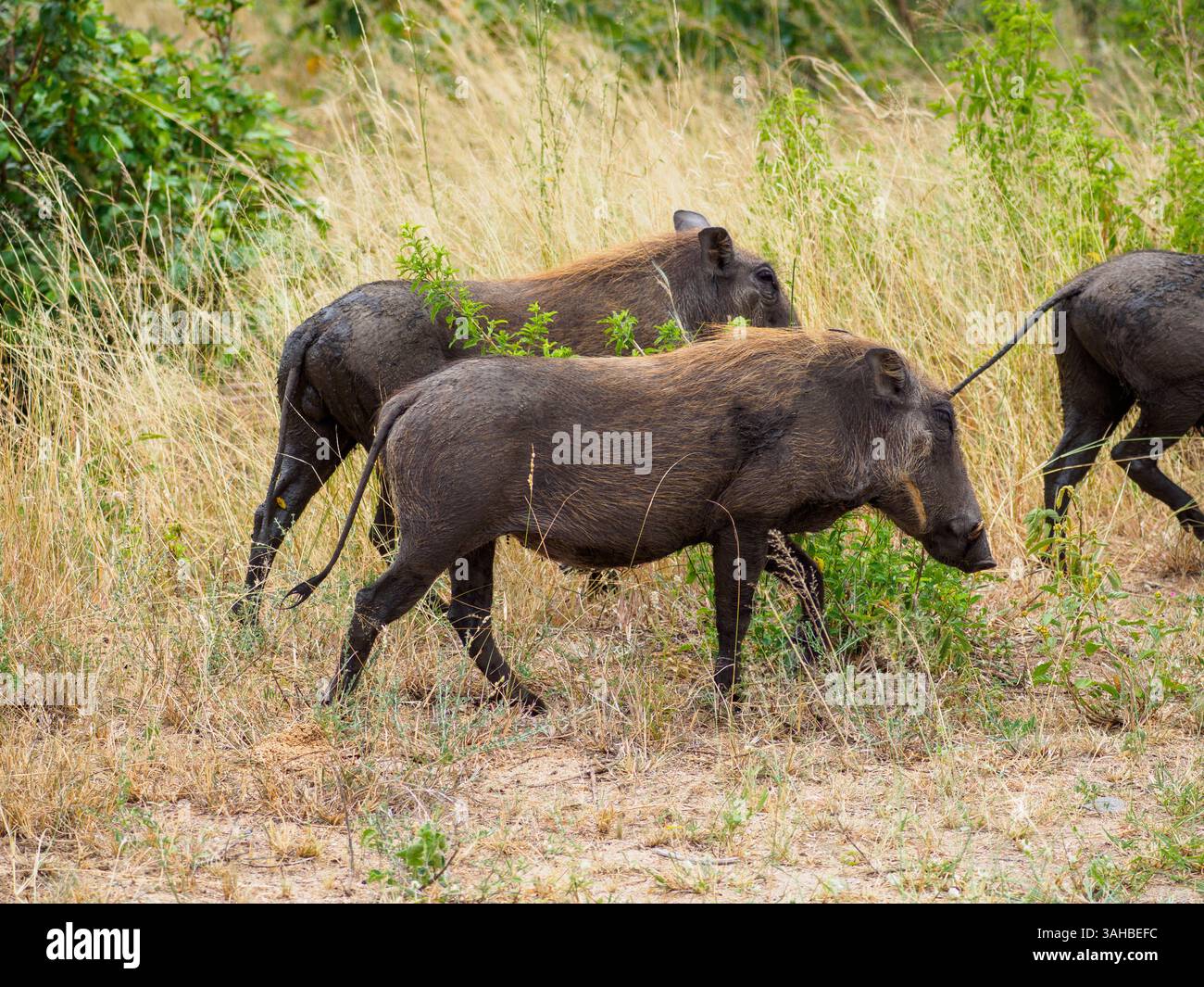 Warthogs in Kruger National Park, South Africa Stock Photo - Alamy