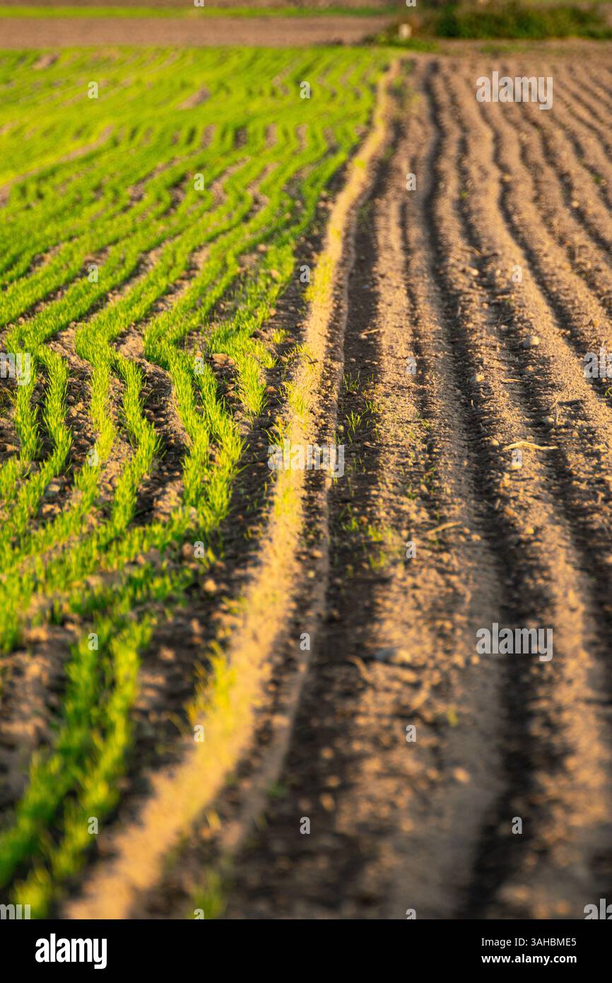agricultural rows parallel lines in a field. Earth and green, contrast ...