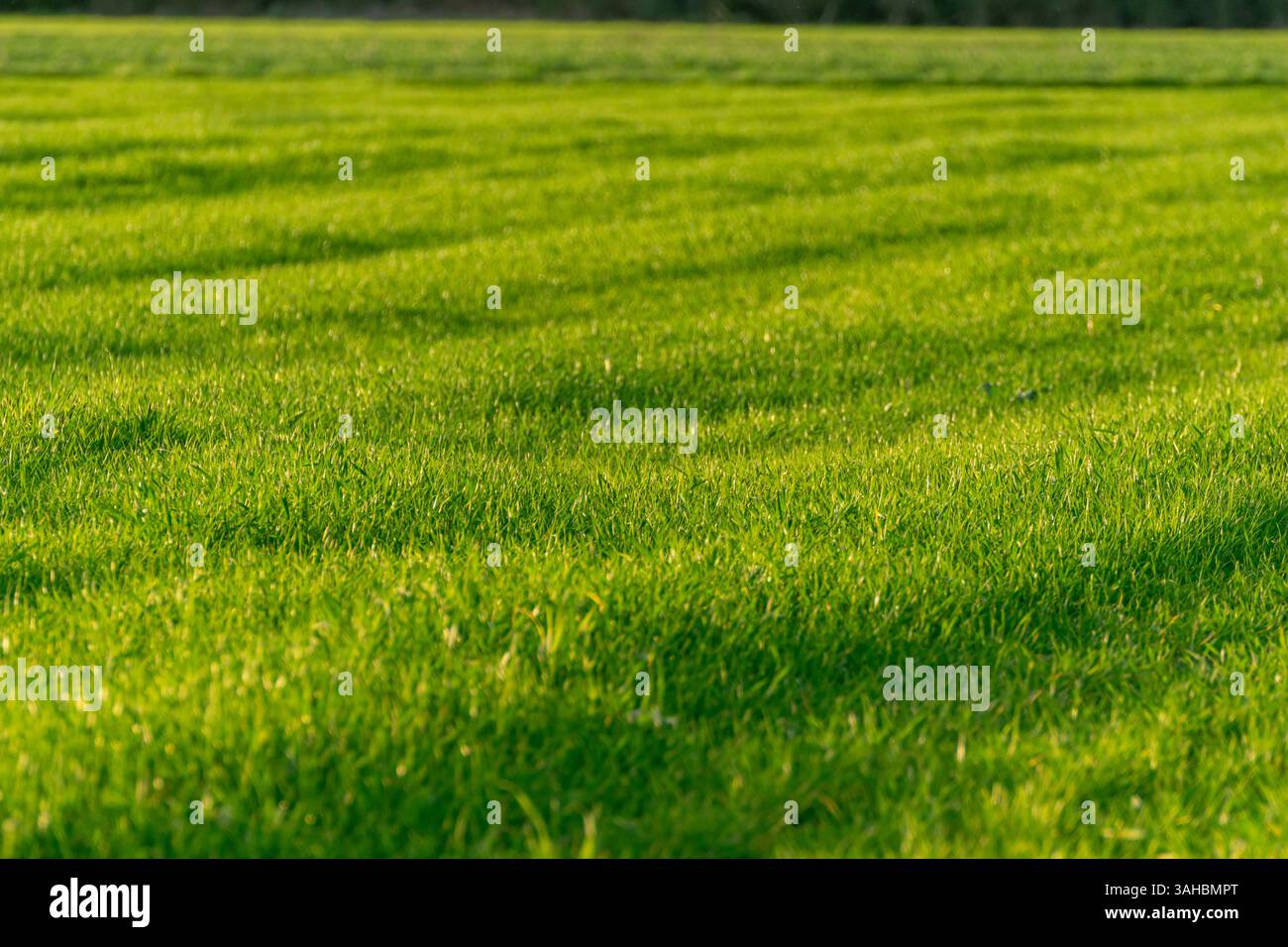 lush green grass field texture spring growth concept background Stock ...