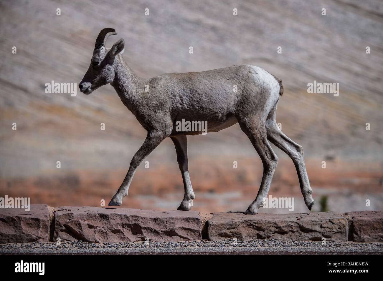 A female bighorn sheep walking in a desert landscape at Zion National ...