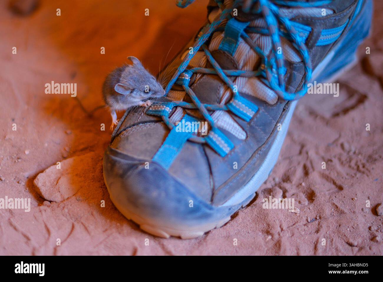Little mouse climbing on a hiker´s boot Stock Photo - Alamy