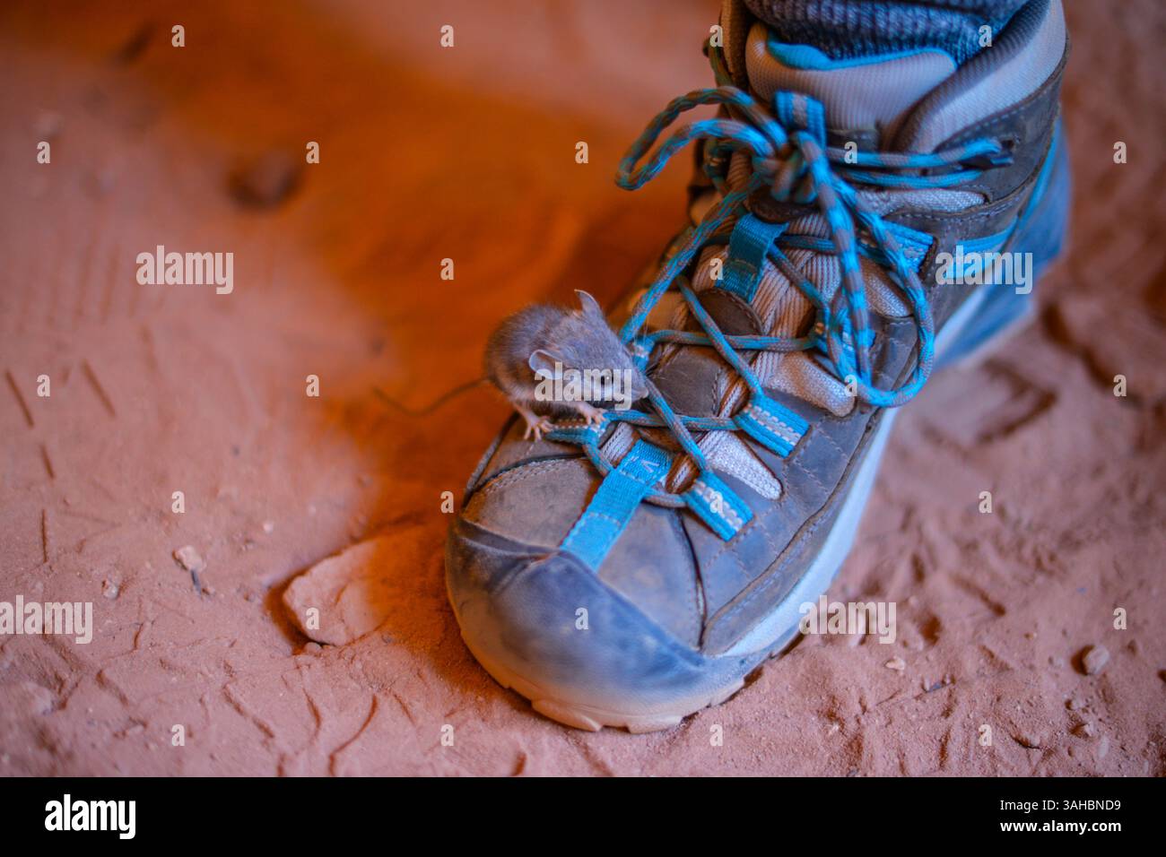 Mouse trail hi-res stock photography and images - Alamy