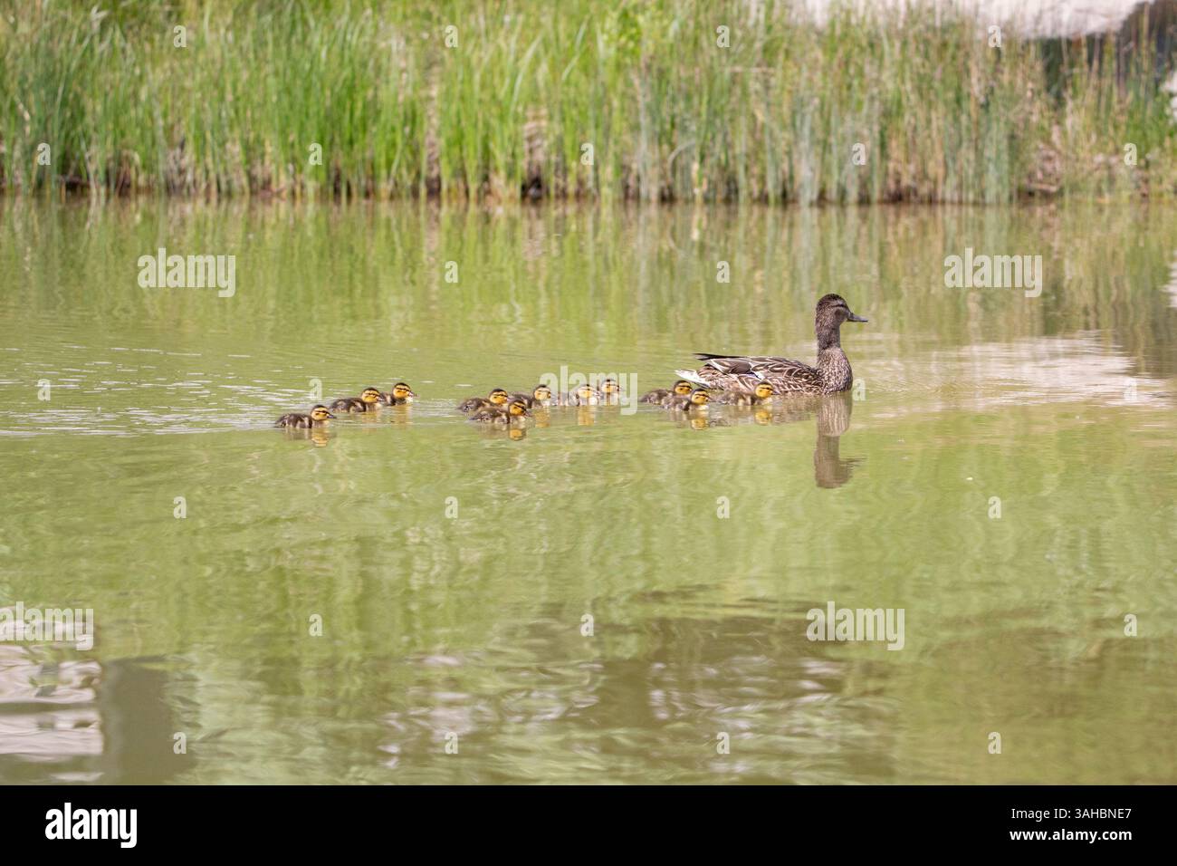 Mother duck and her ducklings swimming in canal on a warm sunny day Stock Photo - Alamy