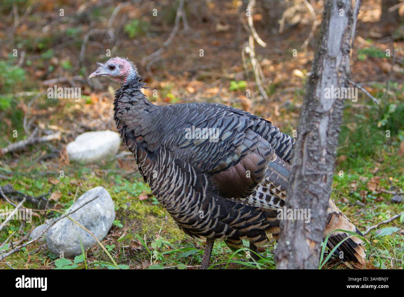 A Wild Colourful Turkey scavenging for food in the Canadian forest ...