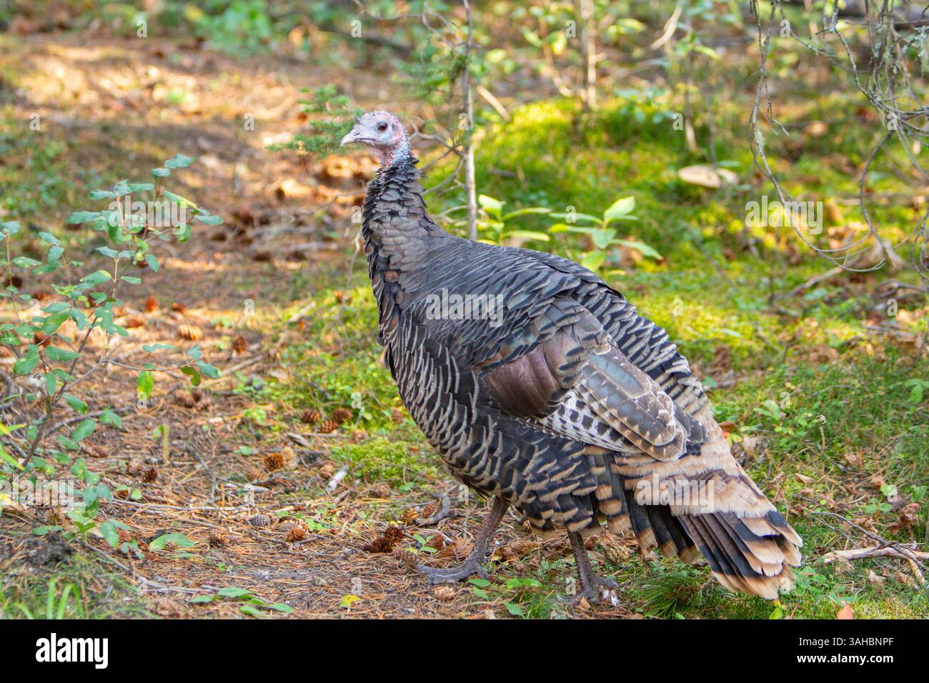 A Wild Colourful Turkey scavenging for food in the Canadian forest ...
