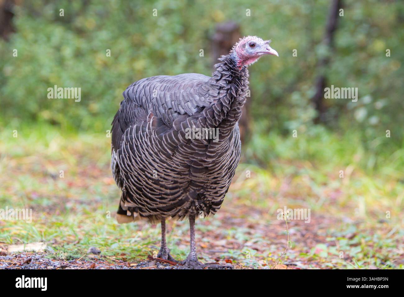 A Wild Colourful Turkey scavenging for food in the Canadian forest ...